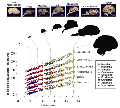 Chapter 2 Where The Brain Comes From Evolution How The Brain Works