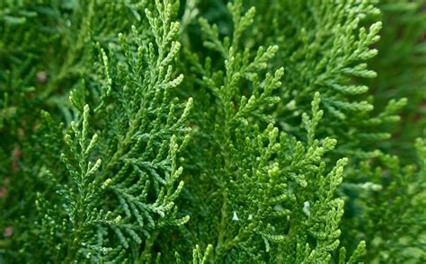 Premium Photo Green Background Of Small Twigs Of Thuja