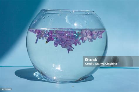 라일락 꽃이 물에 떠 있습니다 유리 꽃병에 보라색과 분홍색 꽃 파란색 배경에 0명에 대한 스톡 사진 및 기타 이미지 0명 5월 계절 Istock