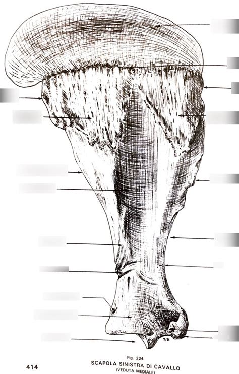 Scapola Cavallo Mediale Diagram Quizlet
