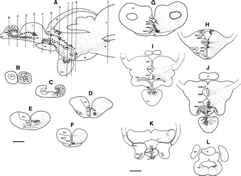 Diagrammatic Localization Of Th Ir Cells In The Brain Of Rainbow Trout