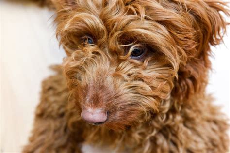 Portrait Of Cute Red Cockapoo Puppy With Curly Hair Looking Towards