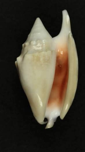 Strombus Bulla 2659821