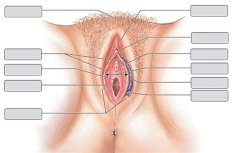 Female Repro Diagram 2 Diagram Quizlet