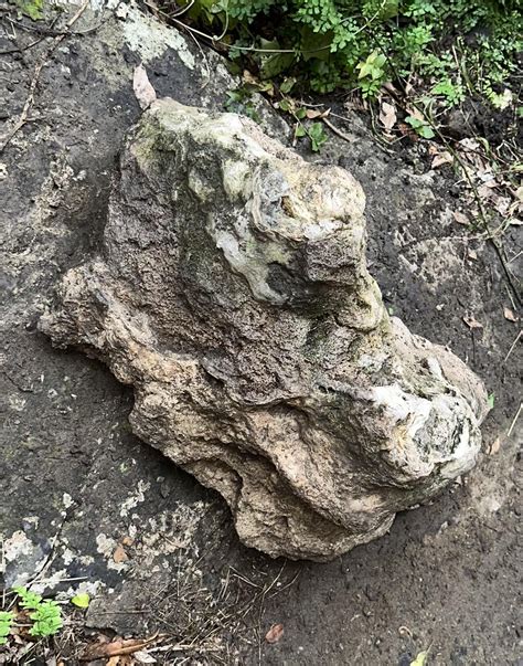 Suspect Fossil ~50kg South Of Sydney Nsw Australia R Fossils