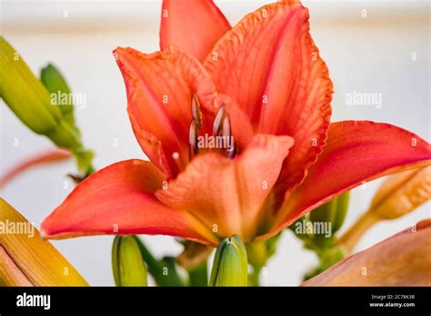 Red And Yellow Lily In The Lily Garden Stock Photo Alamy