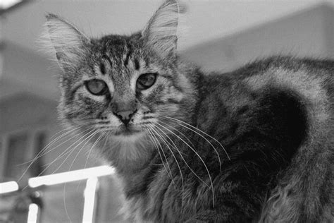 Cute Animated Cat Photos Download The Best Free Cute Animated Cat