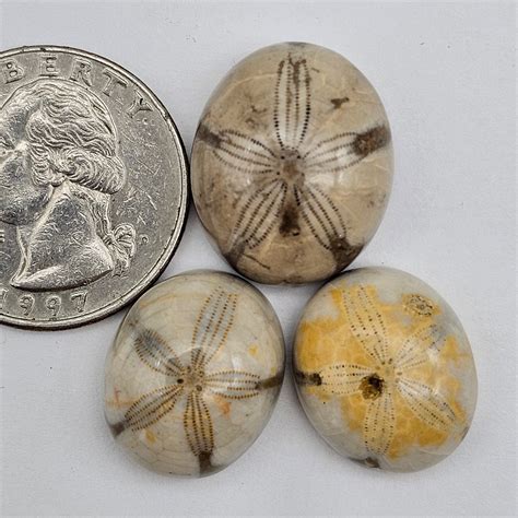 Sand Dollar Fossil Lot New Stone Age Cabochons