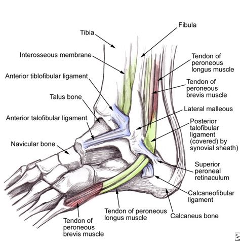 Lateral Ankle Ligaments