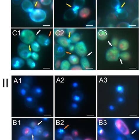 A Flow Cytometry Analysis Of Active Mitochondria With Rhodamine 123