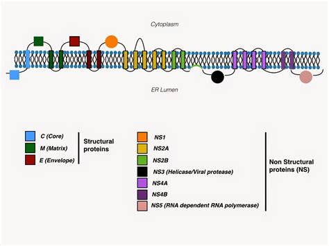 Virology Tidbits Japanese Encephalitis Virus Jev Er Stress And
