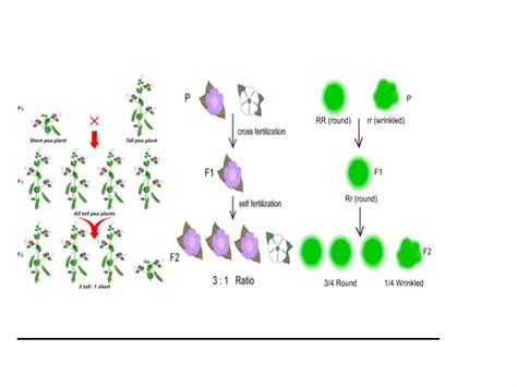 Class10 Hereditary And Evolution 13 Slides Pptx
