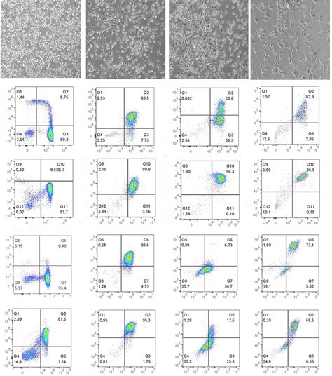 Immune Cell Polarization Assays Immuni T