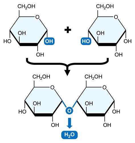 Polysaccharides
