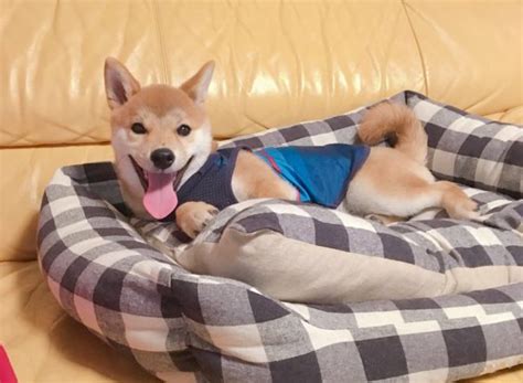 柴犬夏 暑さ対策 犬 暑さ対策 冷やし柴 Pqoh