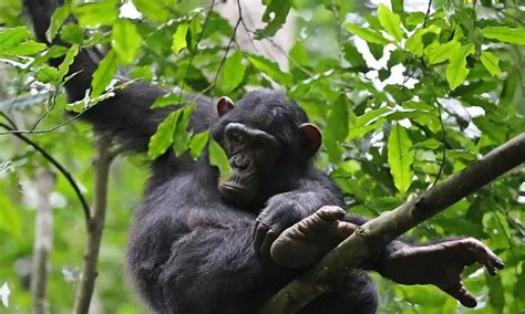Chimpanzee Habitat Where They Live Adaptsurvive In Africa