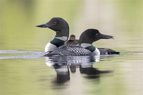 10 Fascinating Facts About Common Loons From Unique Sounds To Color