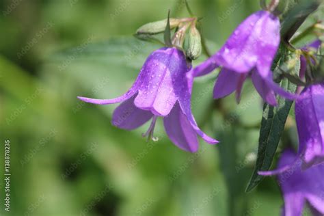 Creeping Bellflower Campanula Rapunculoides Pretty Purple Violet