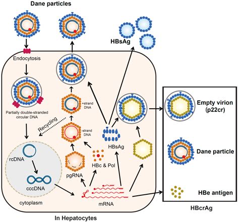 Novel Biomarkers Of Hepatitis B And Hepatocellular Carcinoma Clinical