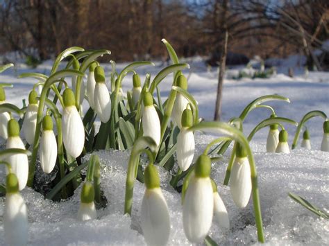 Весенние заставки для рабочего стола Обсуждение на Liveinternet Российский Сервис Онлайн