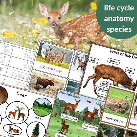 Parts Of A Deer Life Cycle Activities Montessori Nature