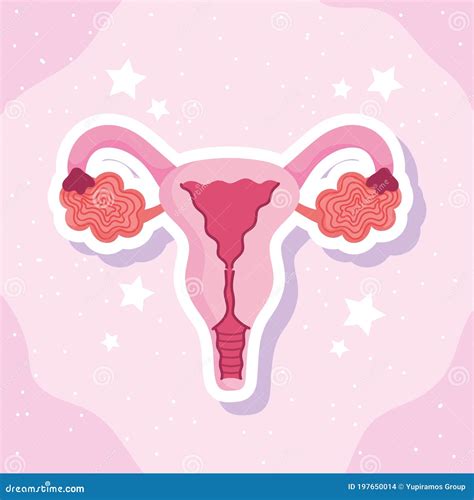 Human Reproductive System Male And Female Genitals Cartoon Vector 141839237