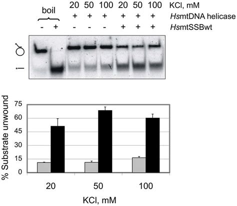 Stimulation Of Dna Unwinding Activity Of Hsmtdna Helicase By Hsmtssbwt Download Scientific