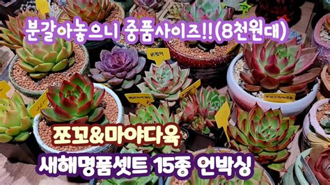 쪼꼬and마야다육 새해명품셋트15종화분선택13cm로 선택해야할듯요8천원대로라클론 콜리 홀리데이등 Youtube