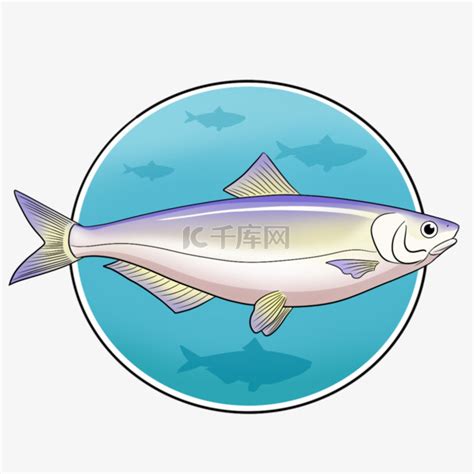鲱鱼瑞典海洋鱼类素材图片免费下载 千库网