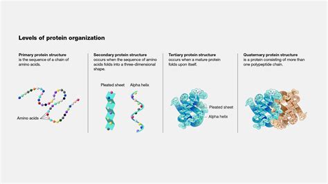 Protein Properties Structure Classification And Functions Bioquestonline