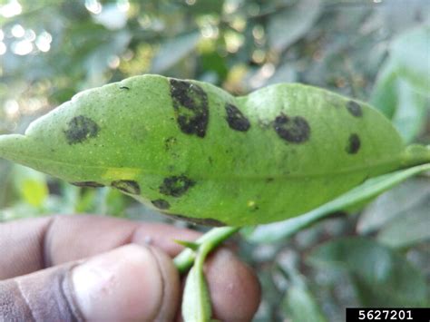 Pseudocercospora Fungus Pseudocercospora Angolensis T Carvalho And O