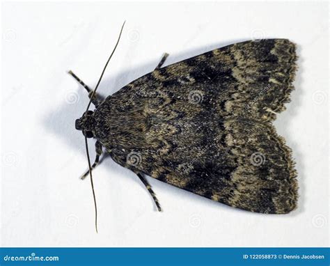 Svensson`s Copper Underwing Moth Amphipyra Berbera Stock Image Image