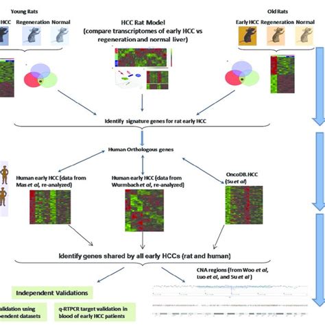 Integrative And Cross Species Comparative Genomics Approach To Identify