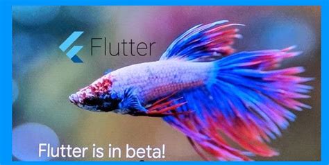 flutter camp medium