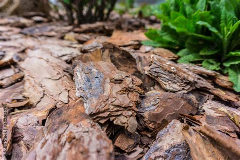 Tree Bark For Decoration And Mulching In Landscape Design Tree Bark