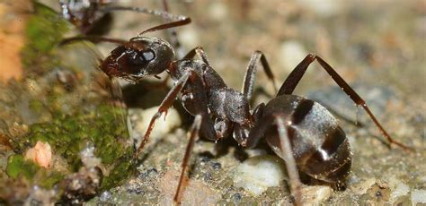 Difference Between Spiders And Insects Definition Body Parts Behavior Examples