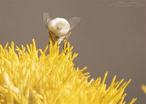 Cutest Bee Flies In The World On Rabbitbrush And Curlycup Gumweed On