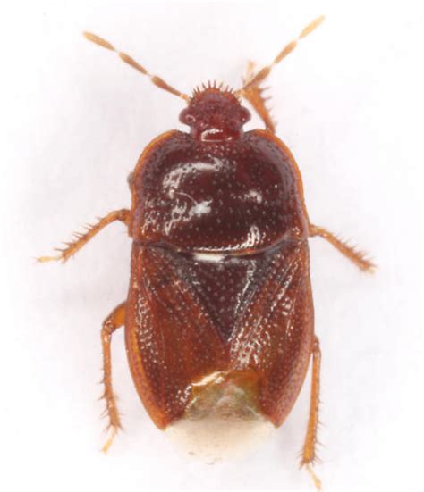 Cydnidae Amnestus Pusillus Bugguidenet