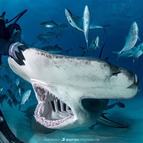 1 Minute ⚡️🦈 Stunning Shot Of The Hammerhead Shark 🌊 Known For Its Iconic Hammer Shaped Head