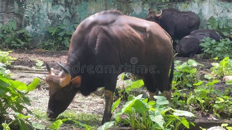 Indian Gaur Bos Gaurus Gaurus Grazing And Eating Grass With Tail Swishing Stock Video Video Of