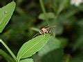 カギバラバチ Wikipedia