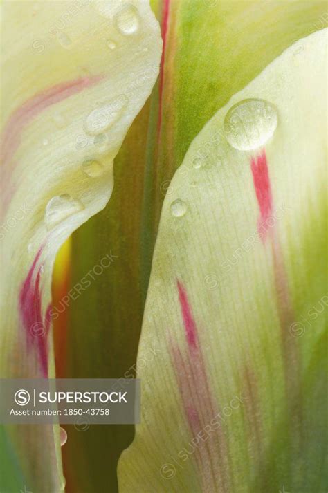 Tulipa Tulip Superstock