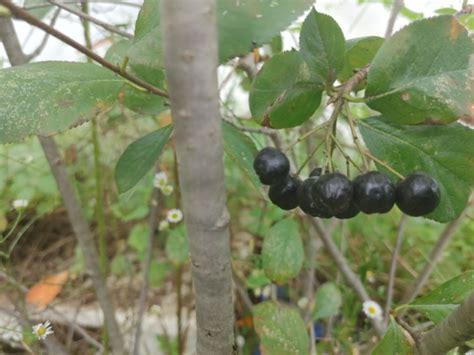 아로니아 블랙초크베리 번식방법 4가지 네이버 블로그