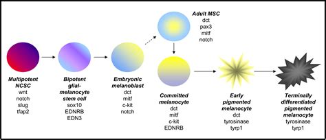 Melanocytes In Development Regeneration And Cancer Cell Stem Cell
