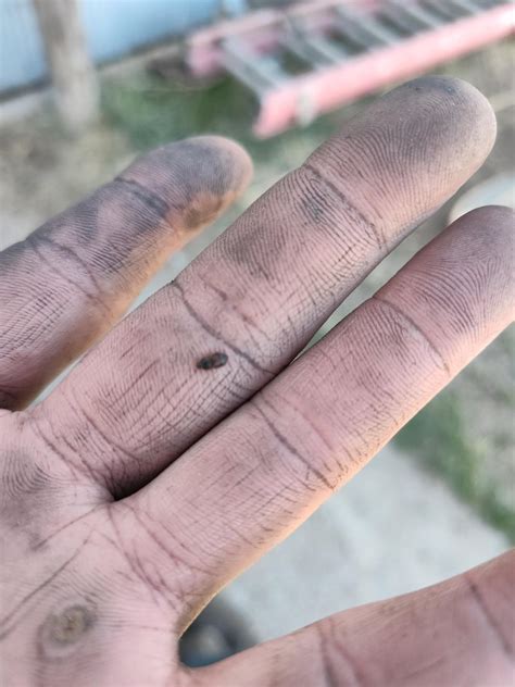 What Are These We Call Em Corn Bugs Jetmore Ks Rwhatsthisbug