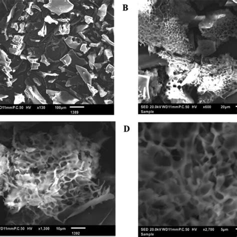Scanning Electron Microscopy Sem Analysis Of Crude Polysaccharides