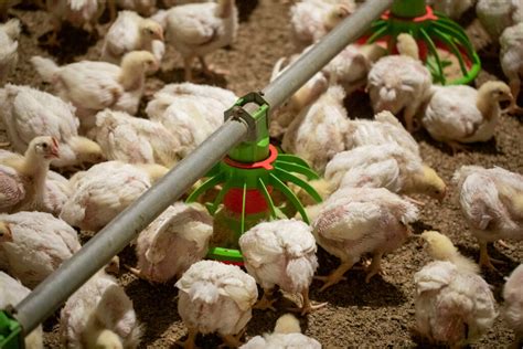 Using Microencapsulation To Improve Gut Health And Feed Efficiency