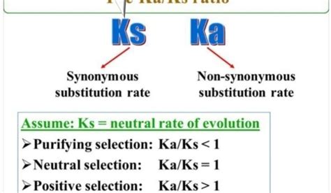Non Neutral Synonymous Mutations Challenges Decades Of Neo Darwinian Ka