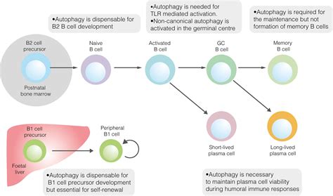 Plasma B Cells