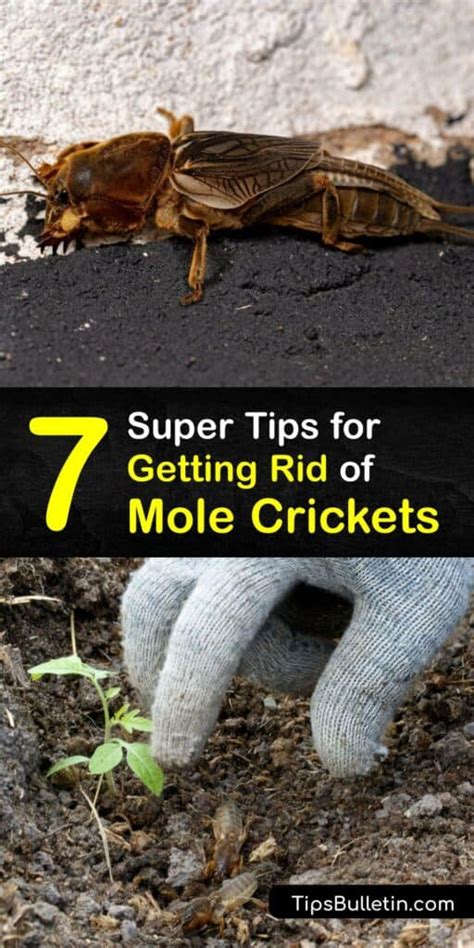 Eliminate Mole Crickets Quick Tricks For Controlling Mole Crickets